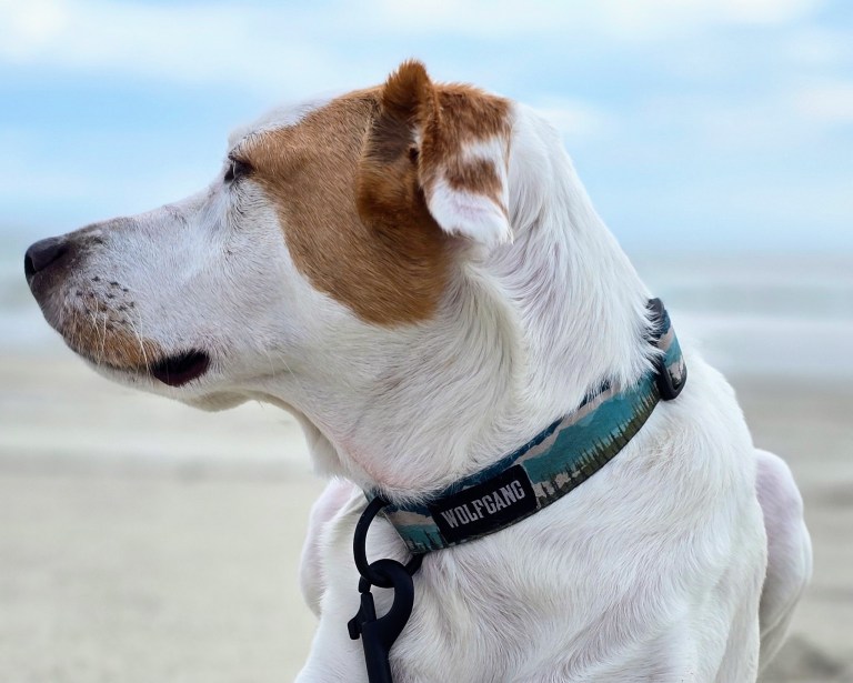 The Best Dog Collars of 2026, Tested and Reviewed