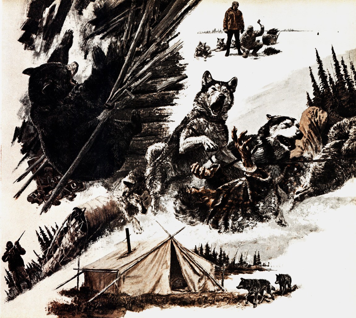 I Spent 25 Years Trapping Wolves in the Canadian Wilderness. Here's ...