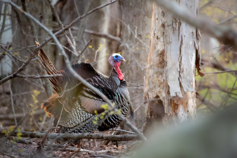 Video: I Turkey Hunt Out of a Van for 3 Months Every Spring. Welcome to ...