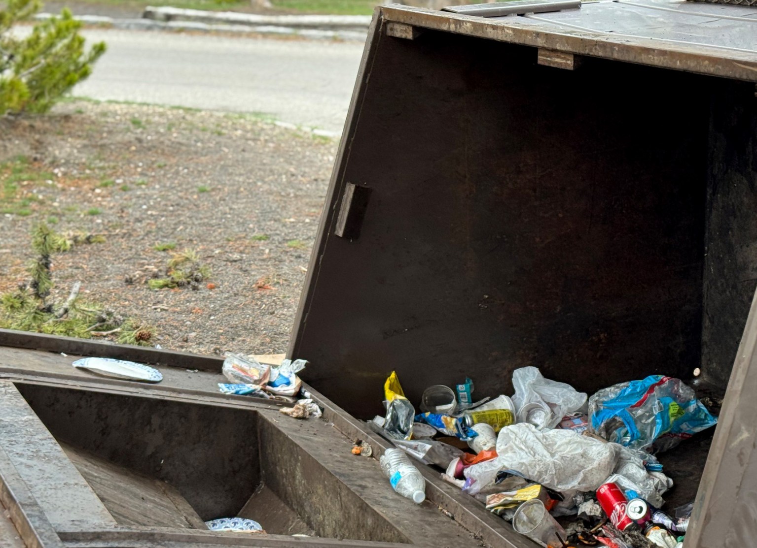 Yellowstone Officials Kill Grizzly Bear That Was Flipping Over 800 ...