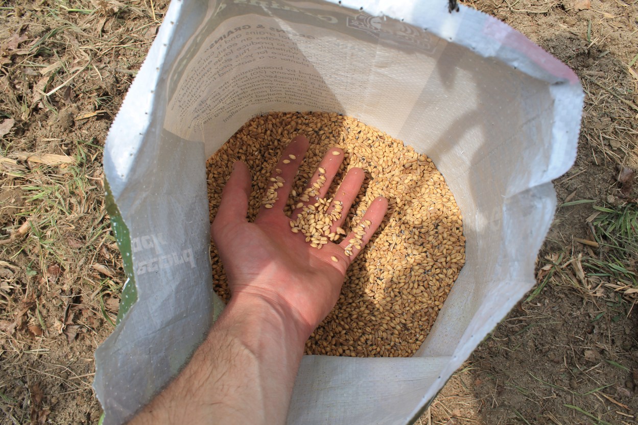 29 Reasons Why Your Food Plots Suck | Outdoor Life