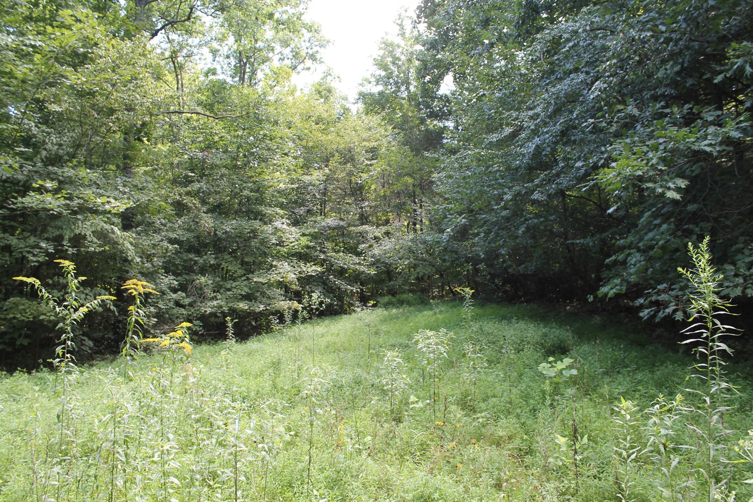 29 Reasons Why Your Food Plots Suck | Outdoor Life