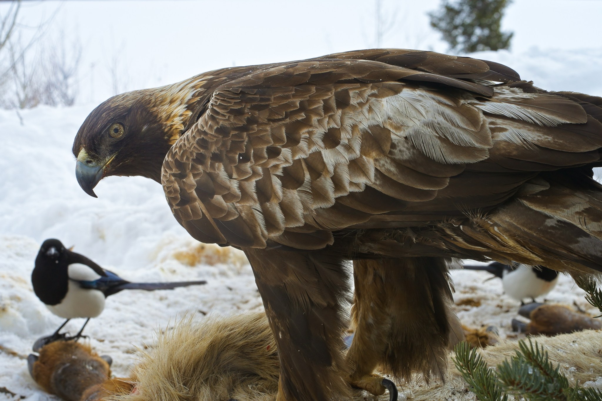 A Photographer Captured These 7 Incredible Images After Placing Cameras ...