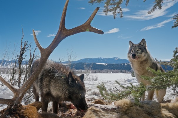 California's Third New Wolf Pack This Year Discovered in the Sierra Valley