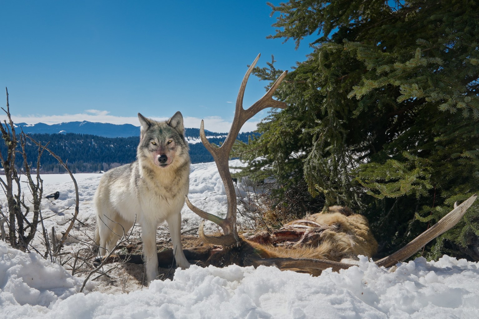 A Photographer Captured These 7 Incredible Images After Placing Cameras ...