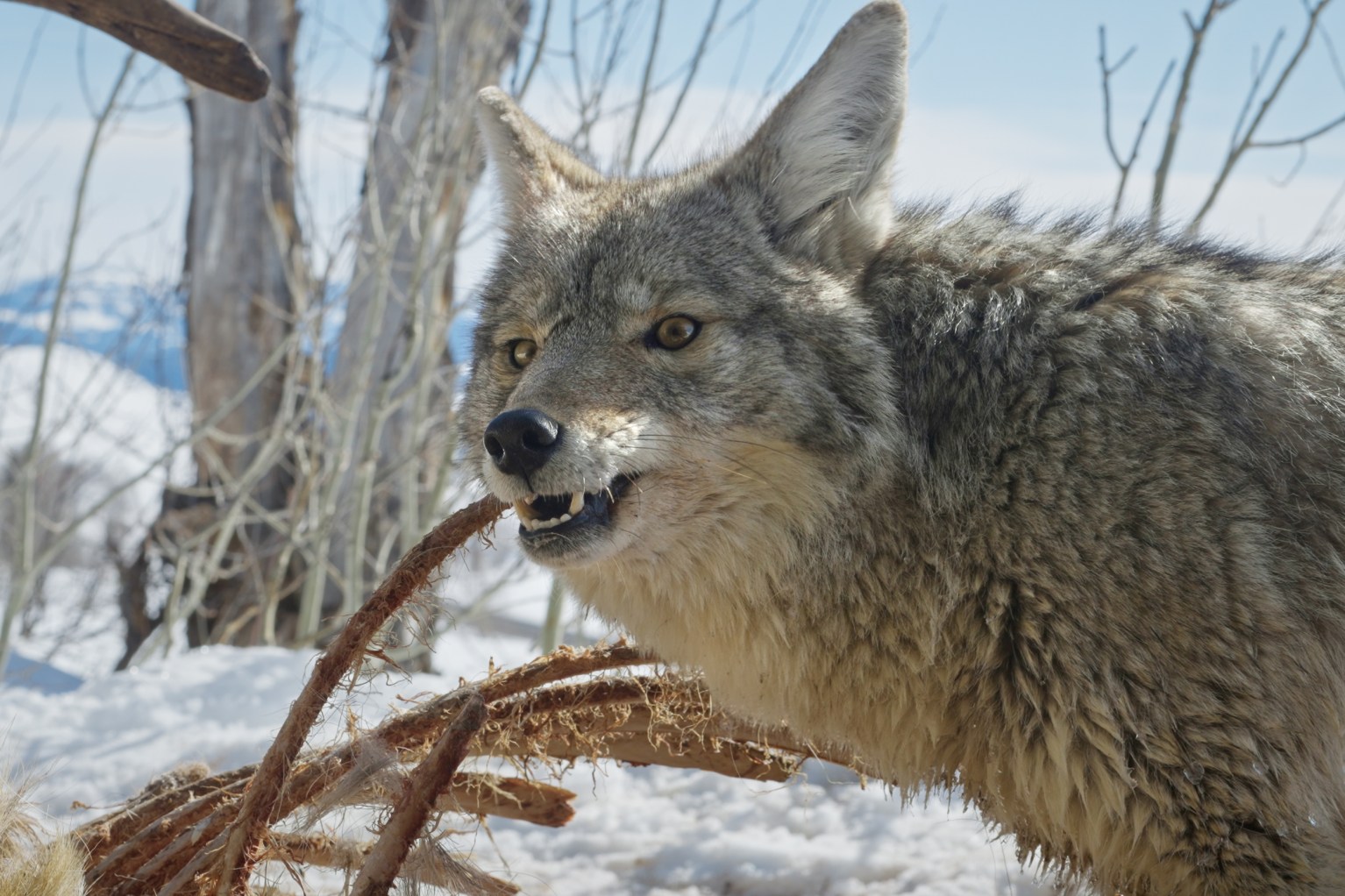 A Photographer Captured These 7 Incredible Images After Placing Cameras ...