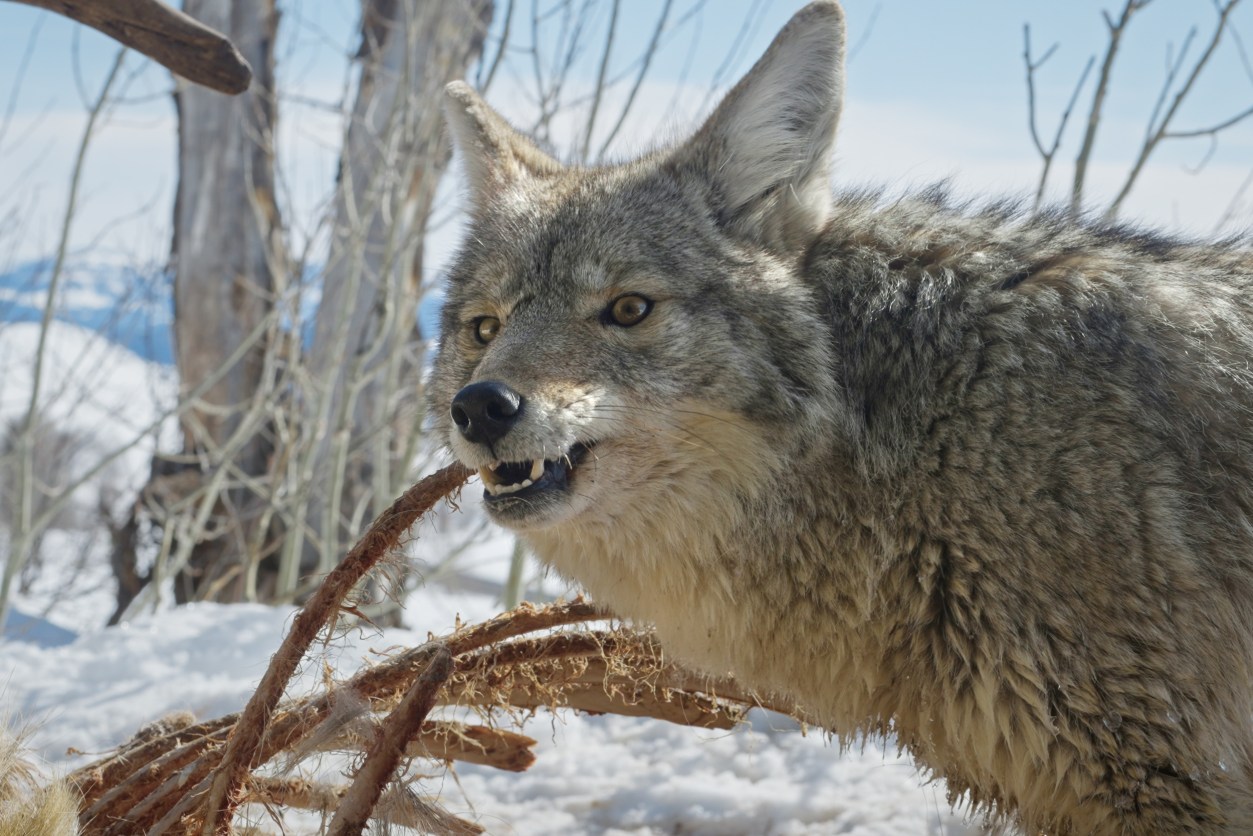 A Photographer Captured These 7 Incredible Images After Placing Cameras ...
