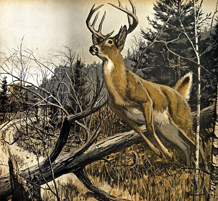 Hunting Tips, Tactics, and Stories | Outdoor Life