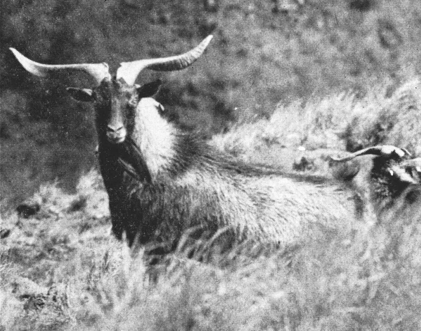 How We Hunt Wild Goats in Hawaii