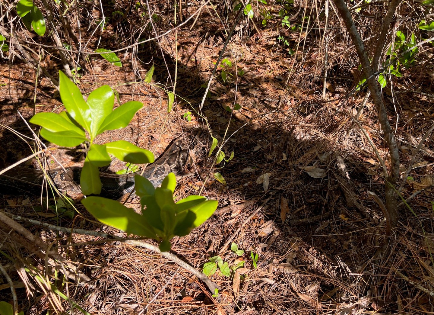 Giant Florida Python Found Decapitated by a Bobcat | Outdoor Life