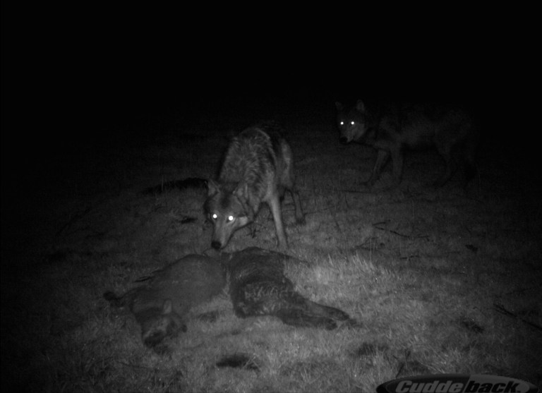 Half of Colorado's Reintroduced Wolves Are Dead. Can the Program ...