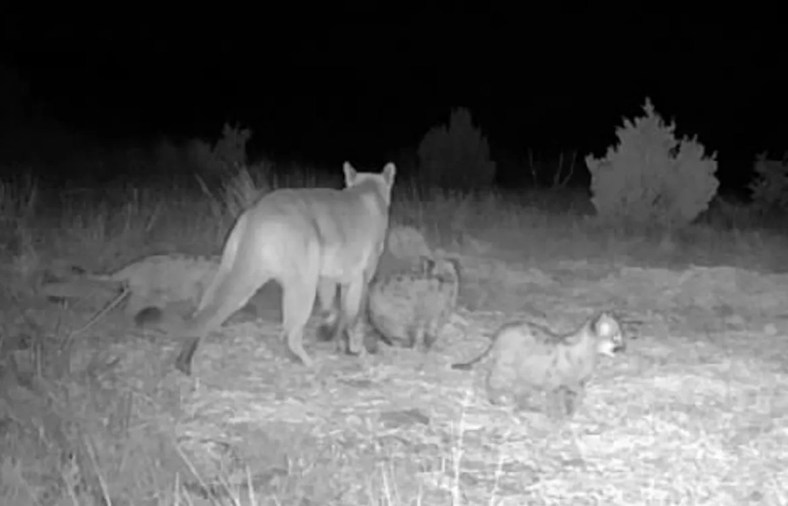 Trail Camera Photos Confirm Mountain Lion Kittens in Oklahoma