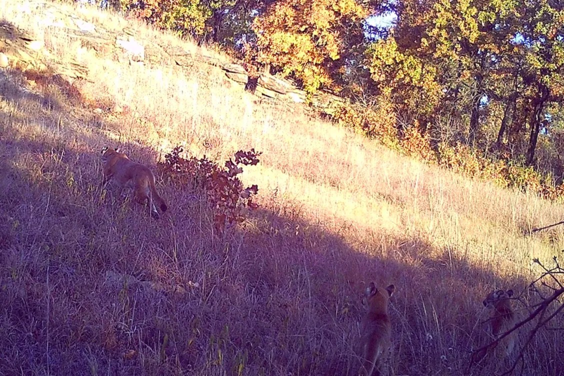 Trail Camera Photos Confirm Mountain Lion Kittens in Oklahoma