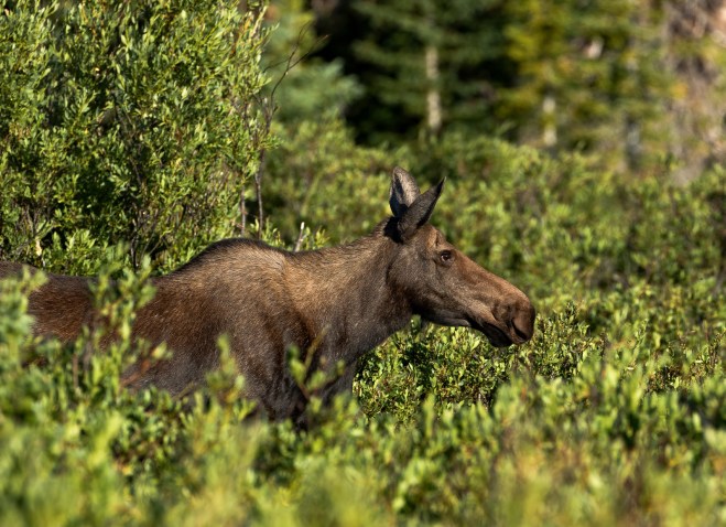 Fisherman Shoots and Kills Charging Moose in Wyoming | Outdoor Life