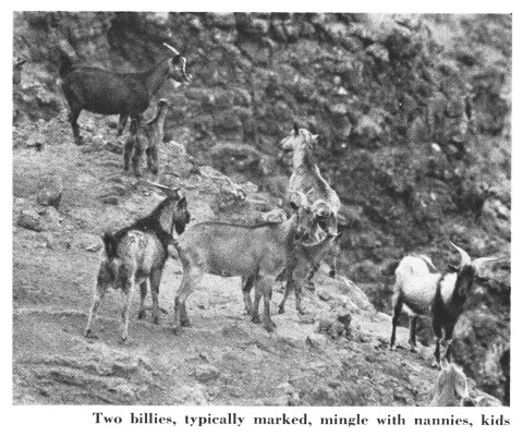How We Hunt Wild Goats in Hawaii