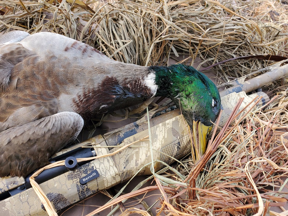 Benelli M2 Shotgun Review: The Ultimate Mid-Priced Semiauto | Outdoor Life