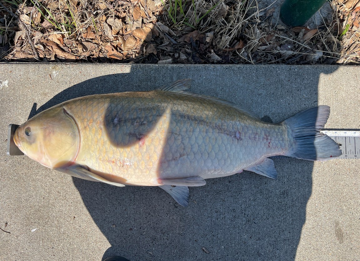 Record Bigmouth Buffalo Caught in Minneapolis Suburbs | Outdoor Life