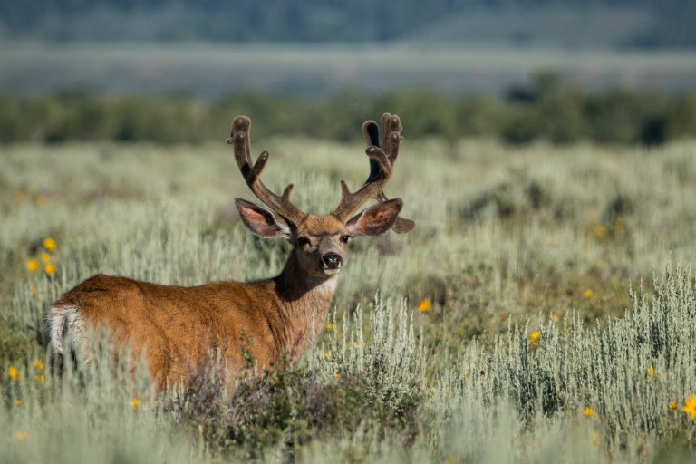 The 3 Best OTC States for Midwestern Whitetails | Outdoor Life