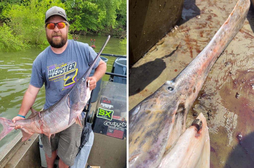 Paddlefish Swam Nearly 1,000 Miles from South Dakota to Kentucky