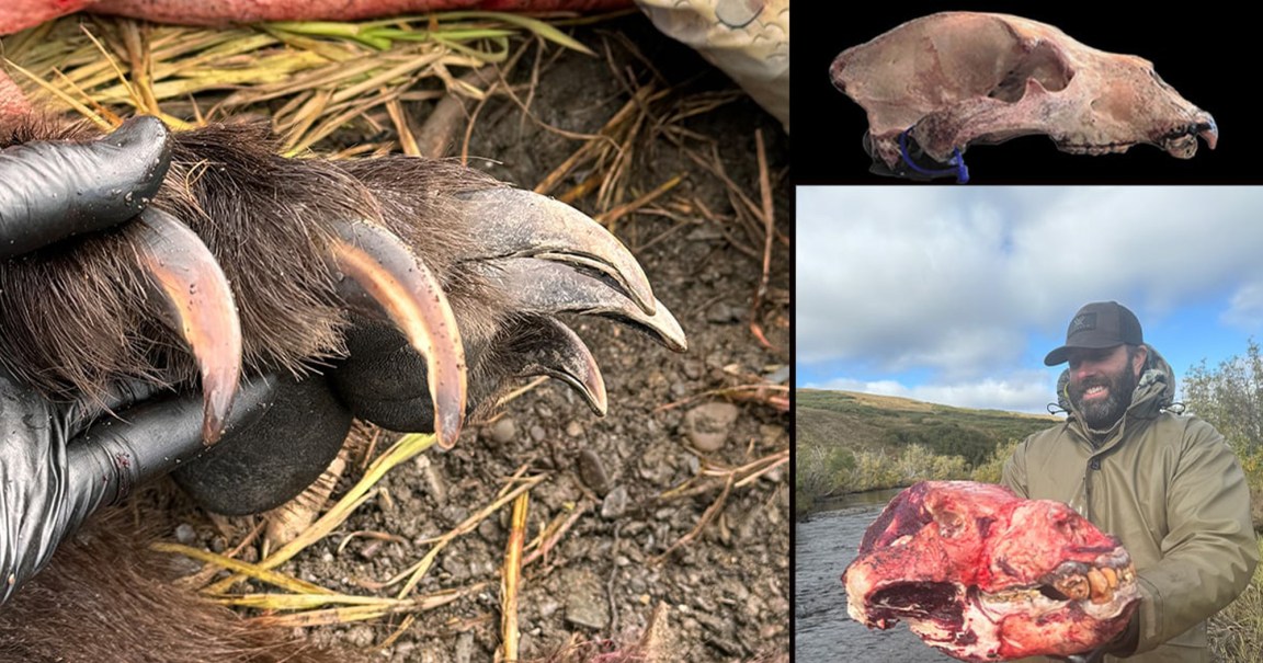 Giant Grizzly Taken in Alaska Is a New Record | Outdoor Life
