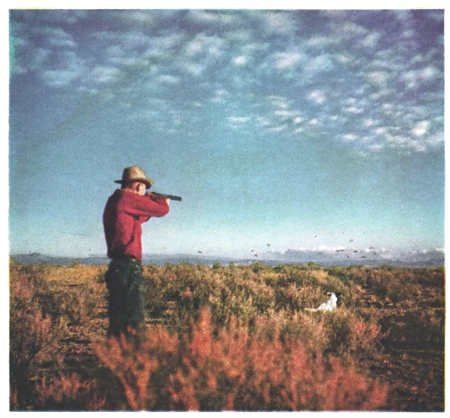 I Witnessed the Glory Days of Sage Grouse Hunting | Outdoor Life