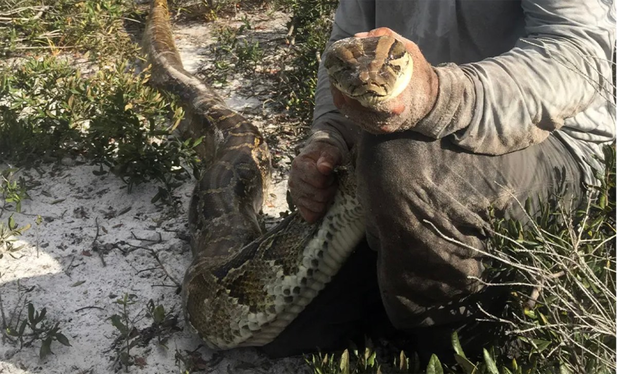 Giant Florida Python Found Decapitated By A Bobcat Outdoor Life