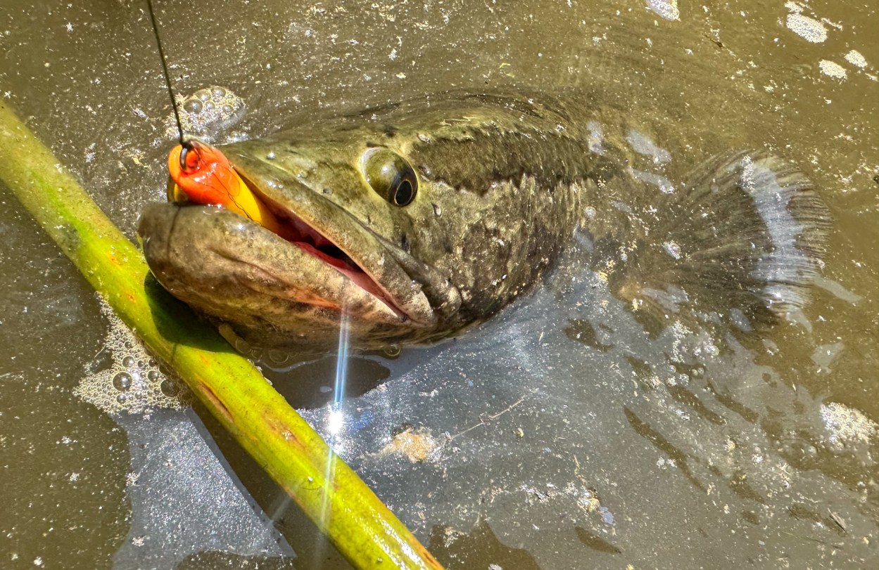 Quick Strike Podcast: Don’t Make These Common Snakehead Mistakes ...
