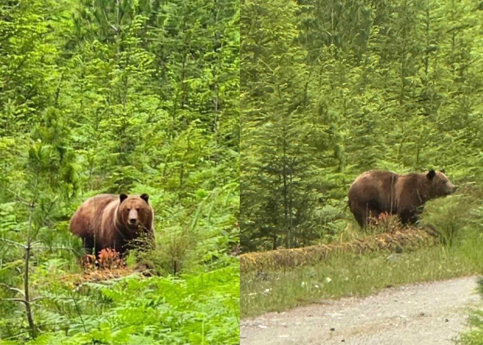 Rogue Canadians Hatch Rescue Plan for Problem Grizzly