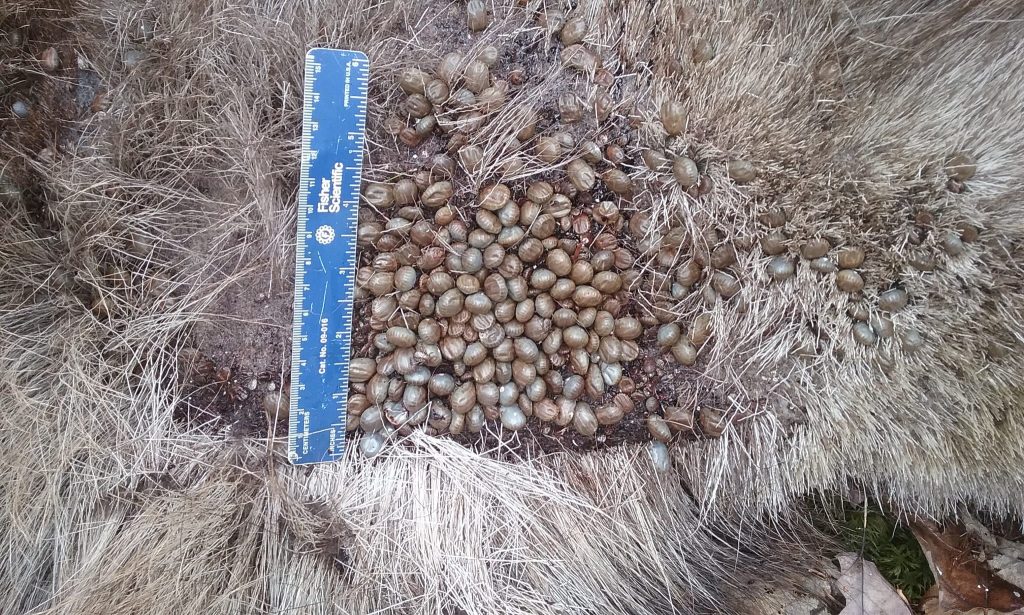 Vampire Ticks Are Ravaging Moose. Hunting Could Help