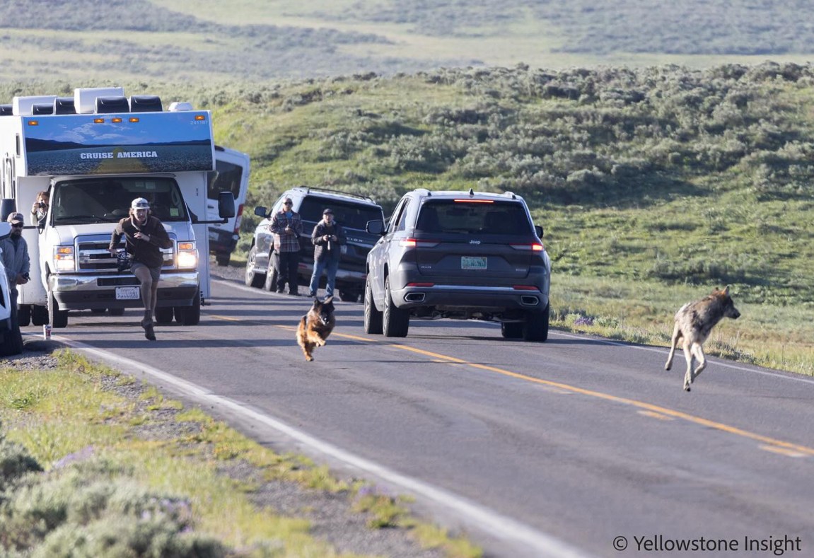 Photos: Dog Jumps Out a Window to Chase a Wolf in Yellowstone
