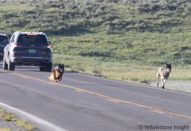 Photos: Dog Jumps Out a Window to Chase a Wolf in Yellowstone