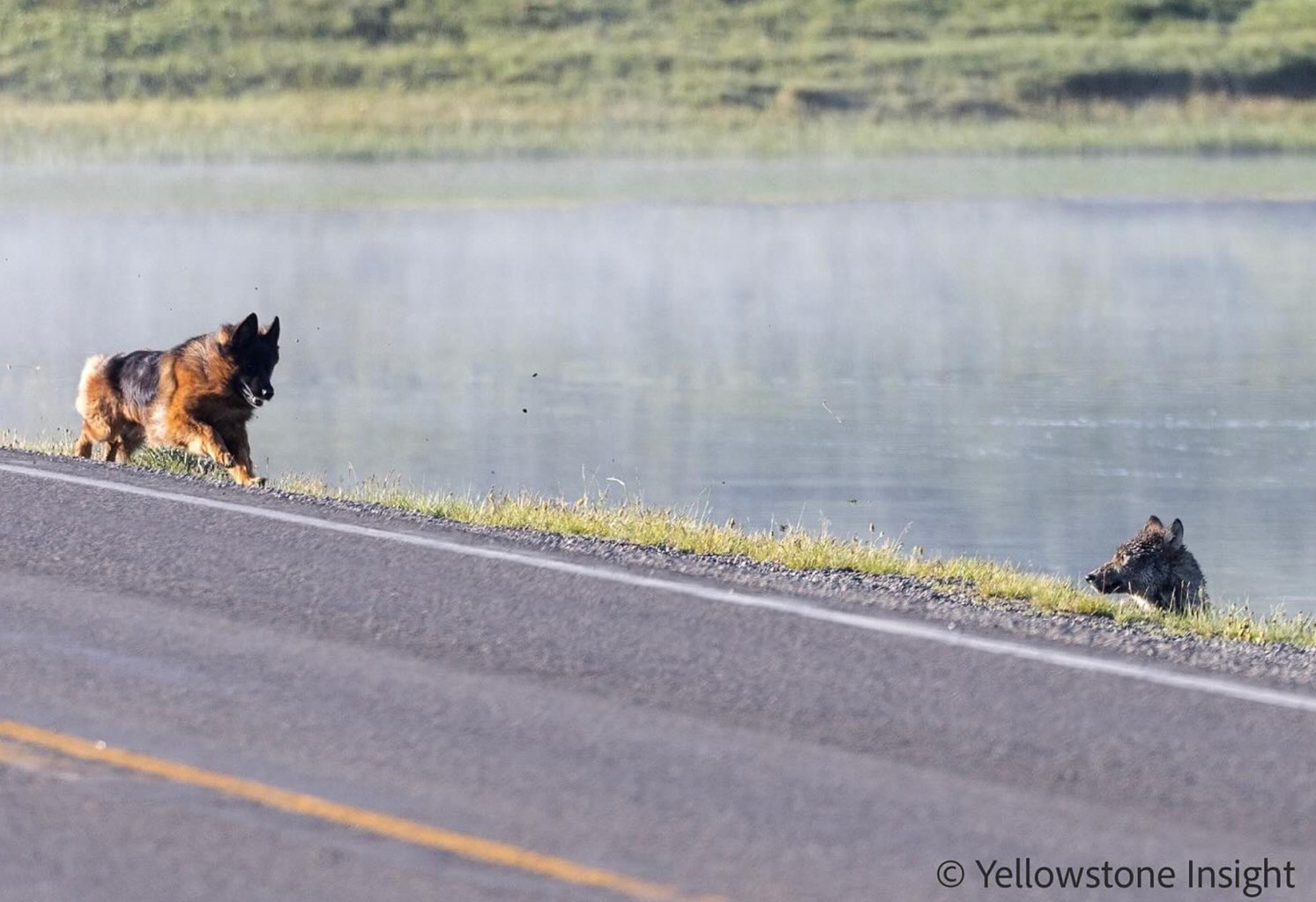 Photos: Dog Jumps Out a Window to Chase a Wolf in Yellowstone