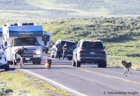 Photos: Dog Jumps Out a Window to Chase a Wolf in Yellowstone