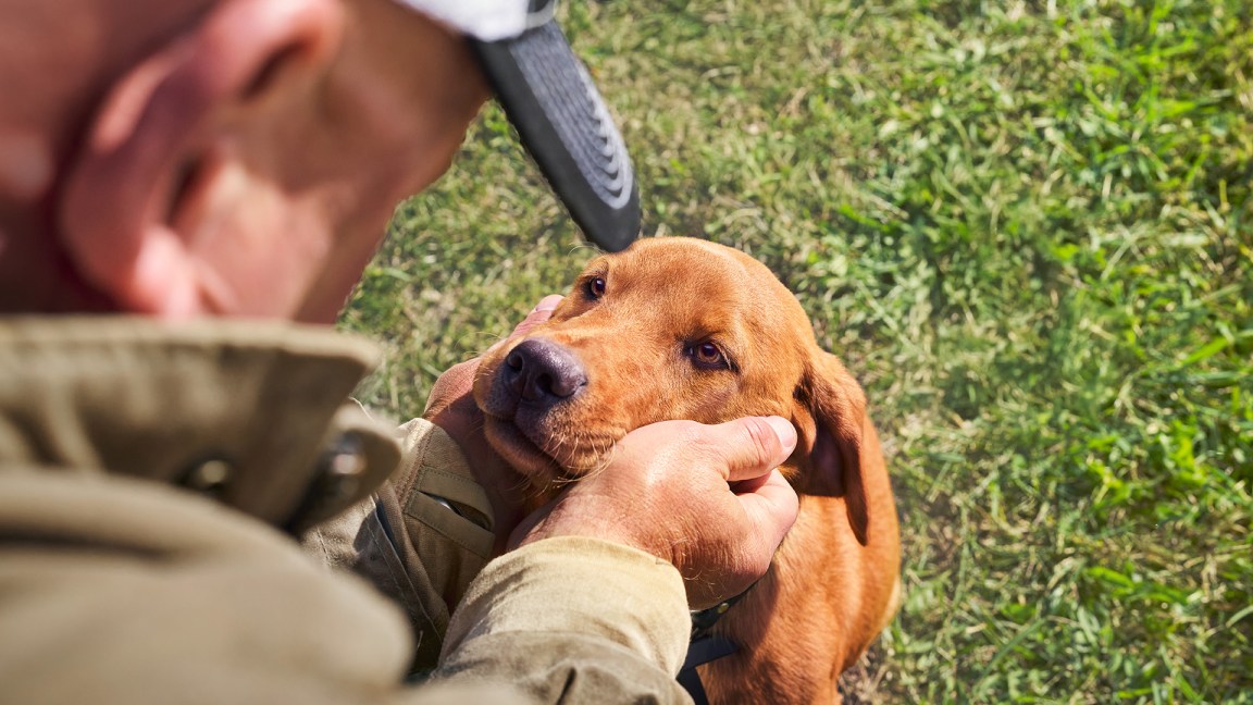 How to Choose a Performance Puppy | Outdoor Life