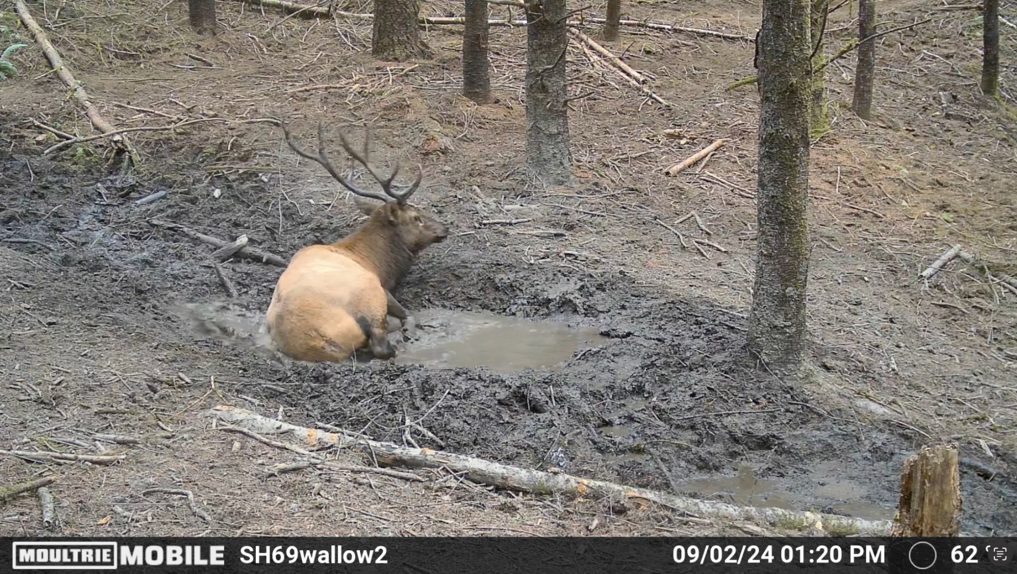 Where to Hunt for Elk: The 3 States That Still Offer Great DIY Hunts ...