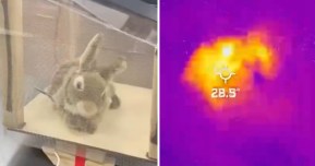 Florida Just Deployed 40 Robot Bunnies in the Everglades