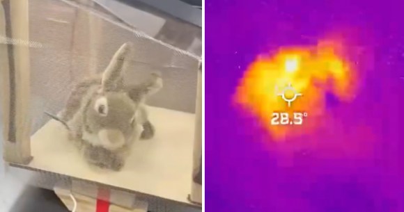 Florida Just Deployed 40 Robot Bunnies in the Everglades