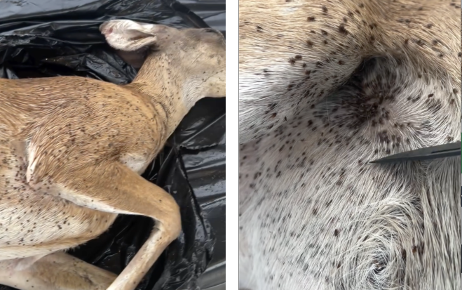 Watch: Deer Crawling With Ticks Is a Nightmare and a Warning