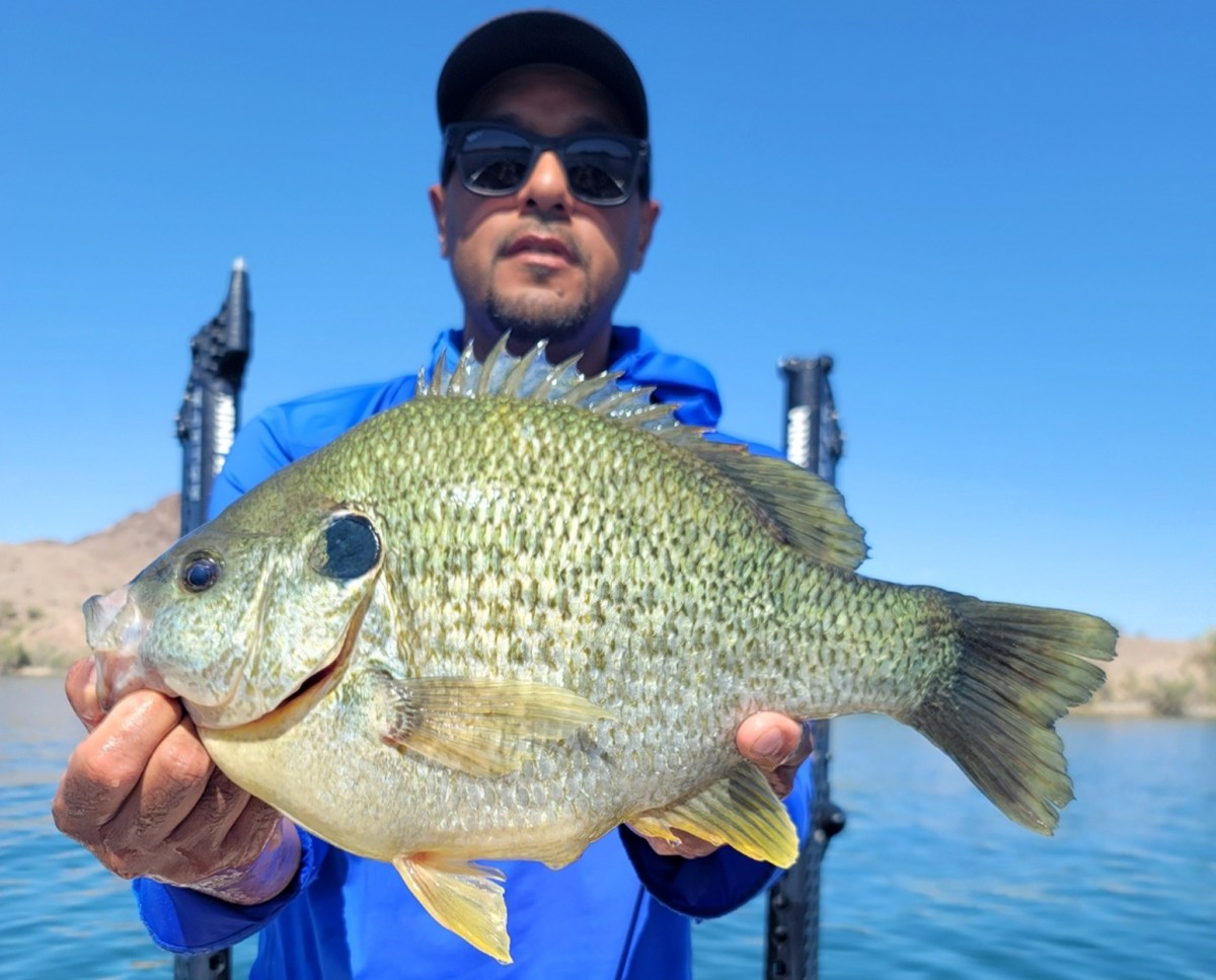 Giant Sunfish that Fought Like a Smallmouth Bass Is a New Record ...