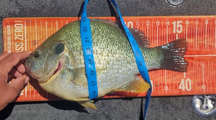 Giant Sunfish that Fought Like a Smallmouth Bass Is a New Record ...