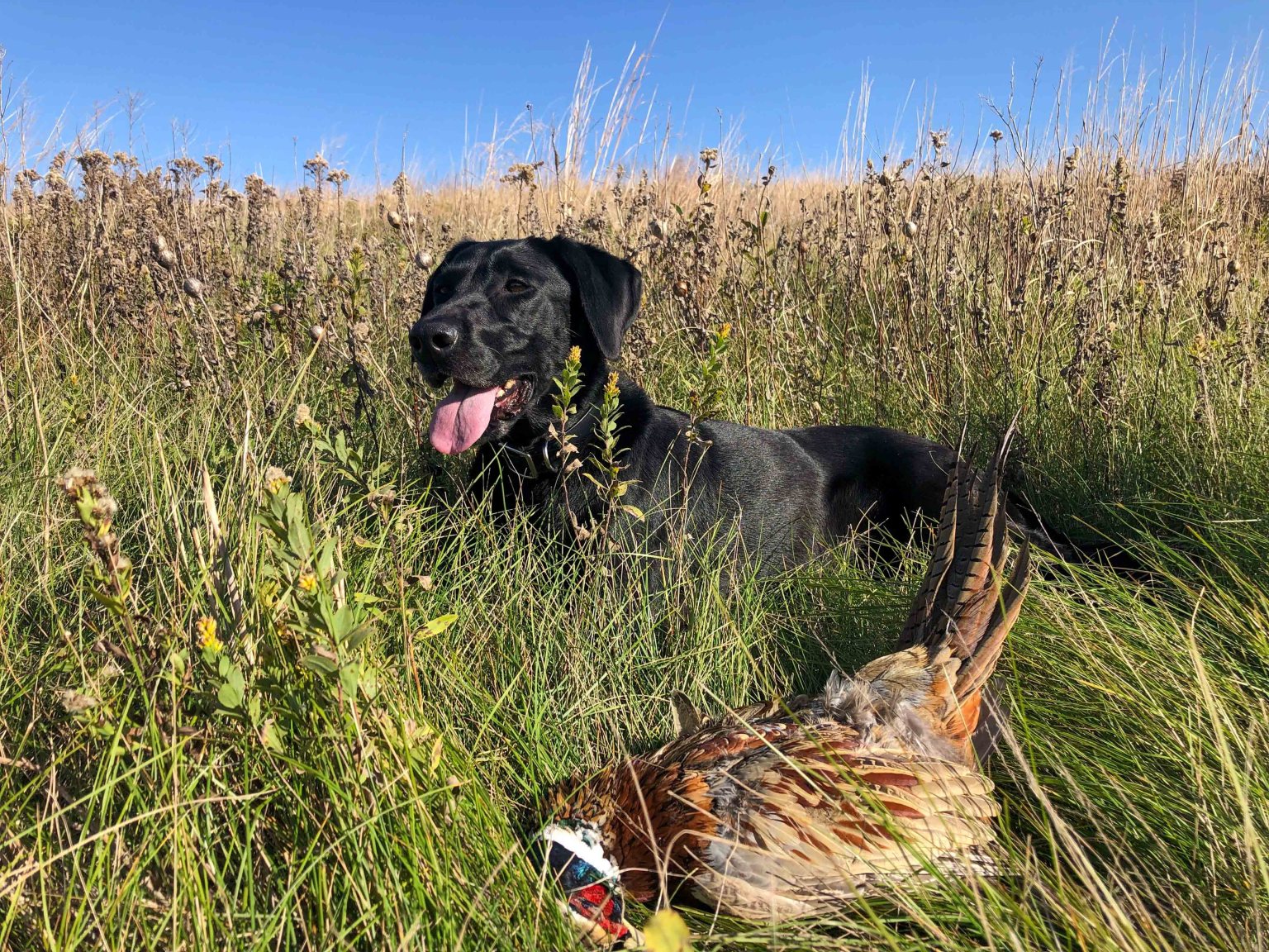 Where to Hunt Pheasants: The 4 Best States for DIY Hunters | Outdoor Life