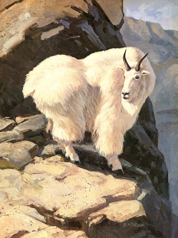 My Mountain Goat Fell Off a Cliff. We Went After Him — and Got Trapped