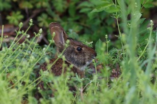Florida Just Deployed 40 Robot Bunnies in the Everglades