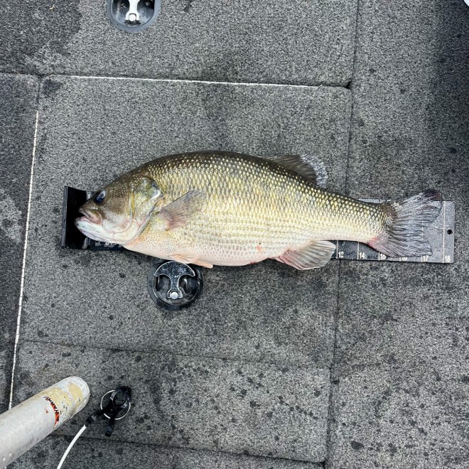 A Florida Man Caught This Fish During a Tournament. It Broke a 40-Year ...