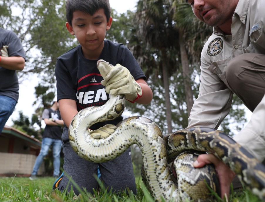 19 Weird and Wild Snake Photos from the Florida Python Challenge | Outdoor Life