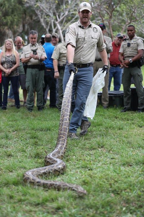19 Weird and Wild Snake Photos from the Florida Python Challenge ...