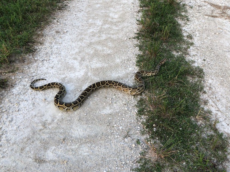 19 Weird and Wild Snake Photos from the Florida Python Challenge ...