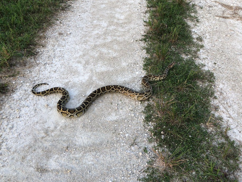 19 Weird and Wild Snake Photos from the Florida Python Challenge ...