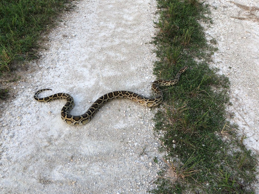 19 Weird and Wild Snake Photos from the Florida Python Challenge ...