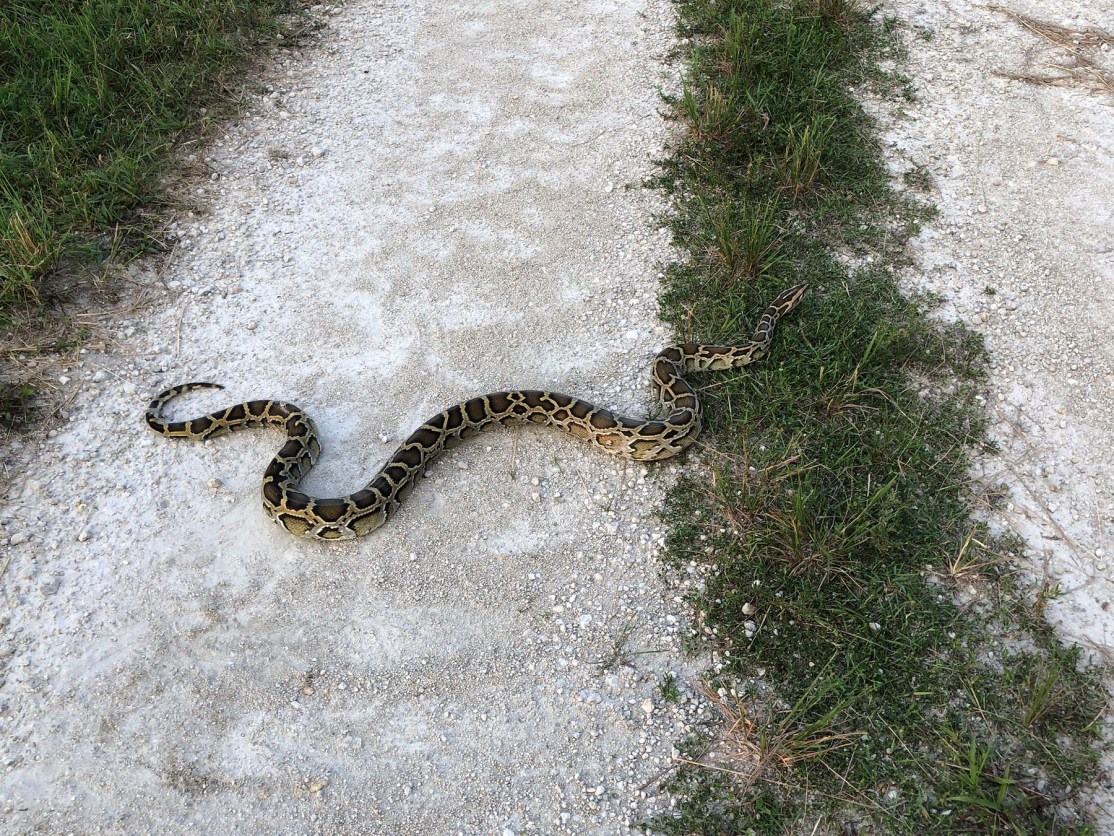 19 Weird and Wild Snake Photos from the Florida Python Challenge ...